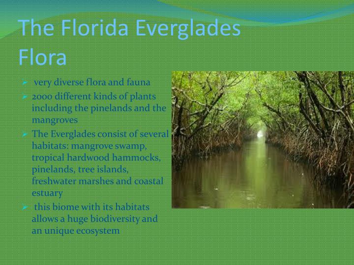 PPT - Freshwater Biomes PowerPoint Presentation - ID:3870164