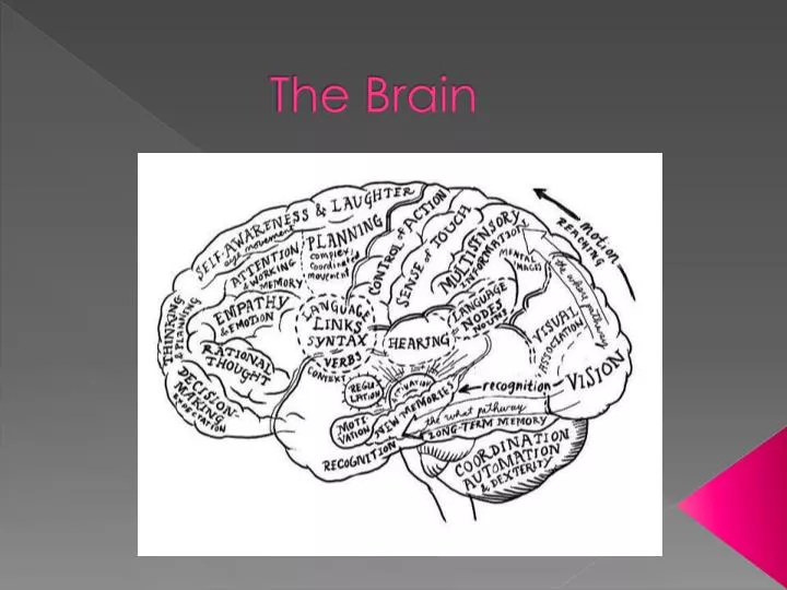 PPT - The Brain PowerPoint Presentation, free download - ID:3870252