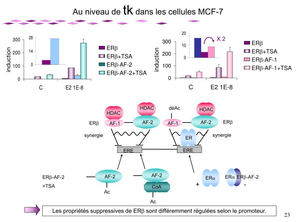 PPT - Fonction de la forme du récepteur des œstrogènes dans les ...