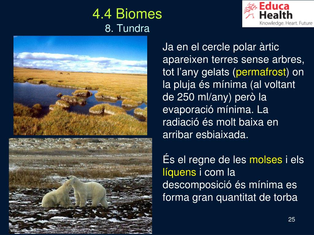 PPT - Tema 4: Biomes i Biogeografia PowerPoint Presentation, free ...