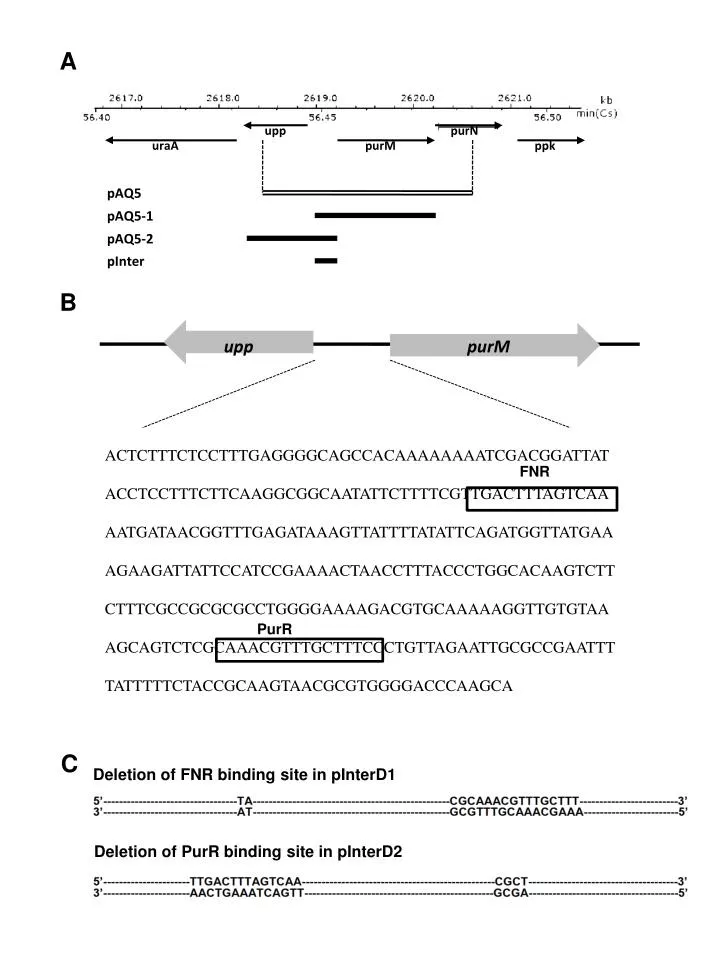 PPT - uraA PowerPoint Presentation, free download - ID:3873607