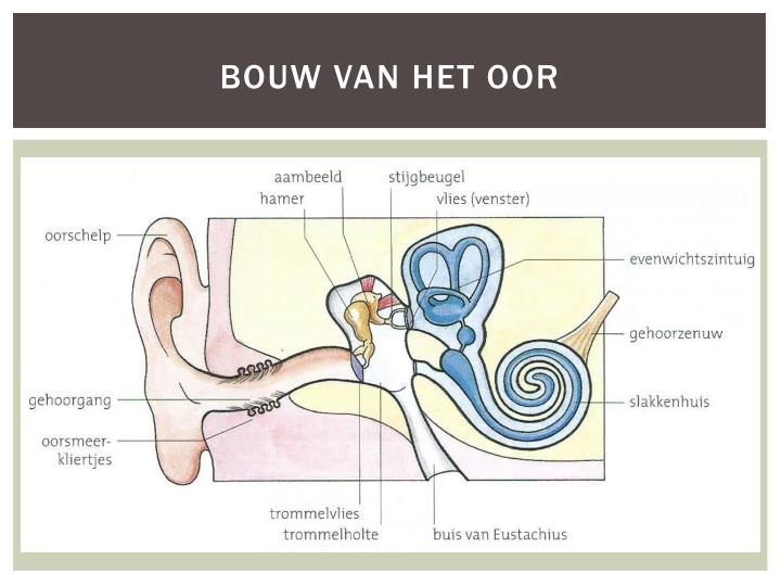 PPT - De oren PowerPoint Presentation - ID:3873776