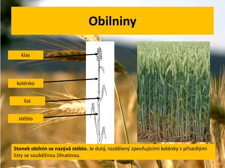 PPT - Rostliny našich polí – obilniny 4. ročník PowerPoint Presentation ...