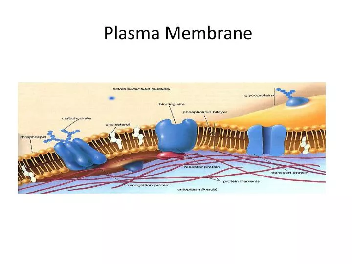 PPT - Plasma Membrane PowerPoint Presentation, free download - ID:3874546