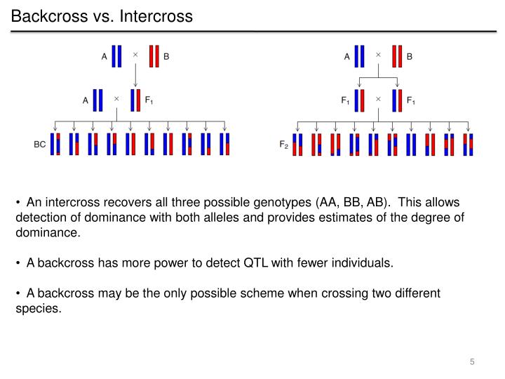 PPT - QTL mapping PowerPoint Presentation - ID:3875323