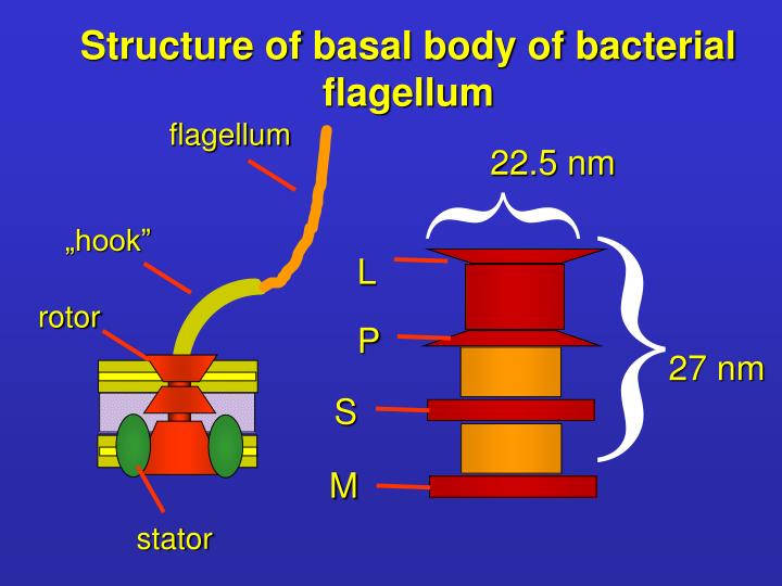 PPT - Bacterial chemotaxis PowerPoint Presentation - ID:3875859