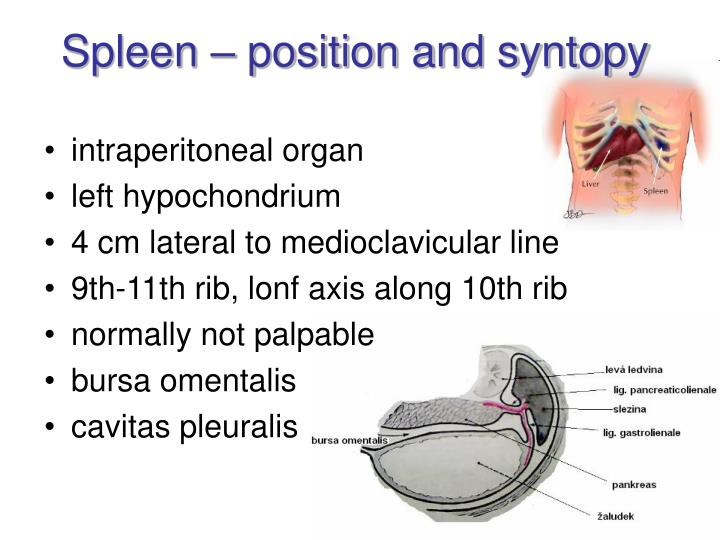 PPT - Spleen and thymus PowerPoint Presentation - ID:3875884