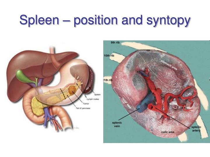 PPT - Spleen and thymus PowerPoint Presentation - ID:3875884