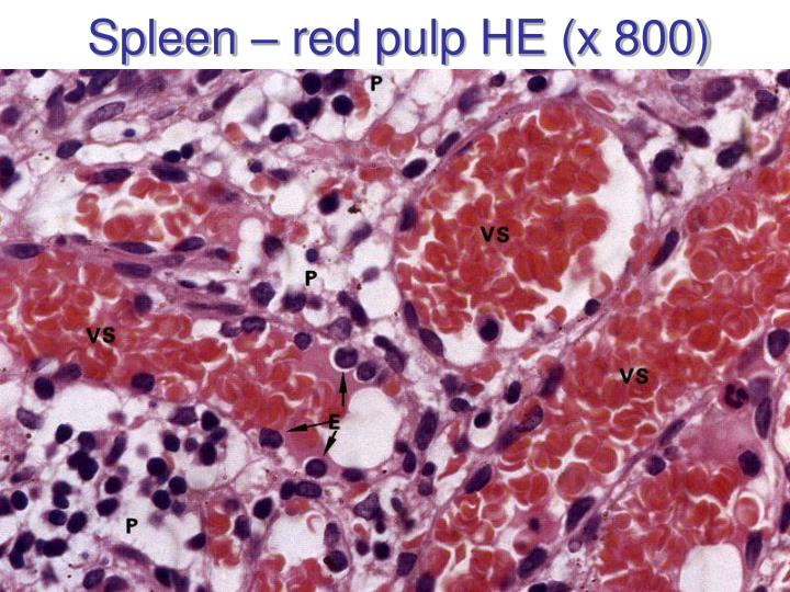 PPT - Spleen and thymus PowerPoint Presentation - ID:3875884
