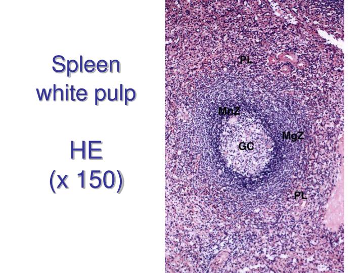 PPT - Spleen and thymus PowerPoint Presentation - ID:3875884