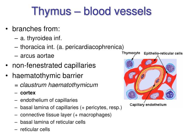PPT - Spleen and thymus PowerPoint Presentation - ID:3875884
