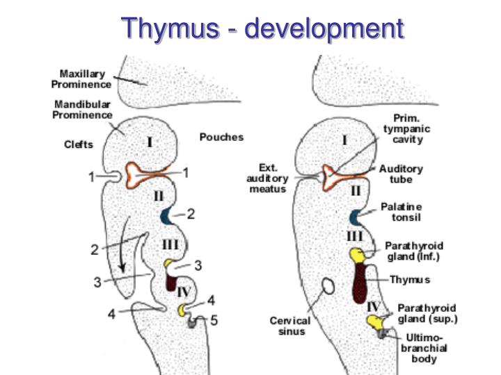 PPT - Spleen and thymus PowerPoint Presentation - ID:3875884