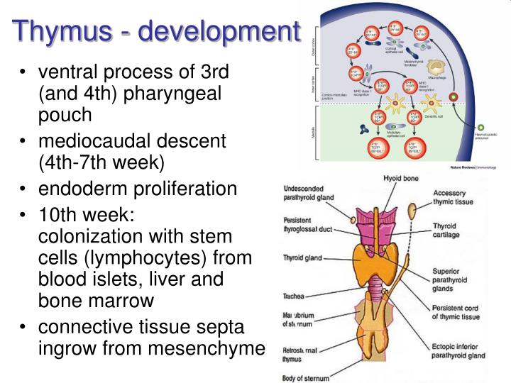 PPT - Spleen and thymus PowerPoint Presentation - ID:3875884