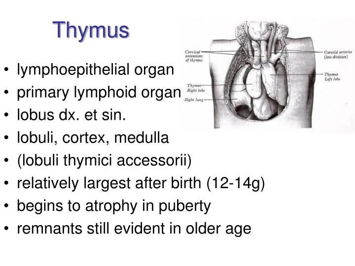 PPT - Spleen and thymus PowerPoint Presentation - ID:3875884