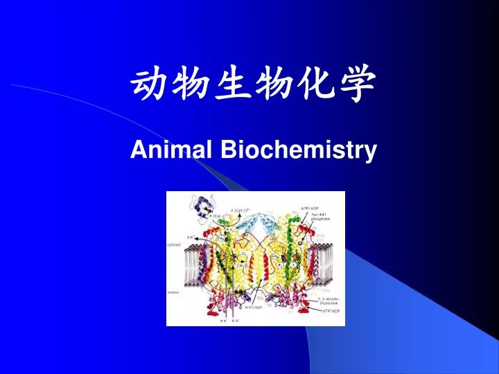 PPT - 动物生物化学 Animal Biochemistry PowerPoint Presentation, free download ...