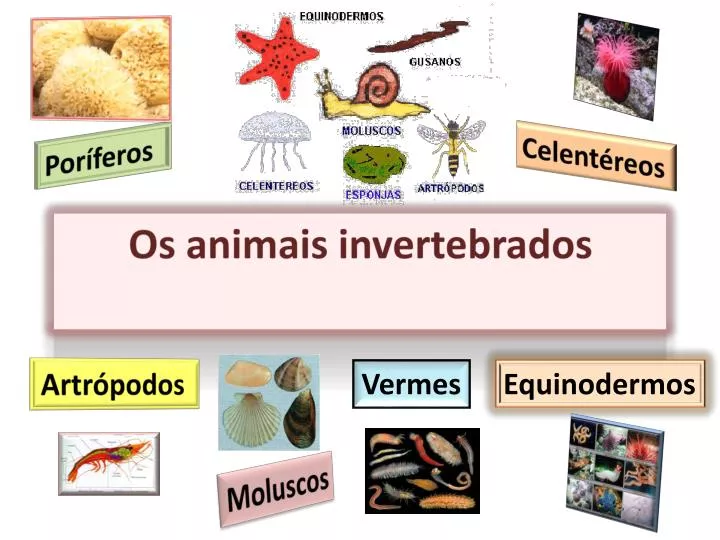 PPT - Os animais invertebrados PowerPoint Presentation, free download ...