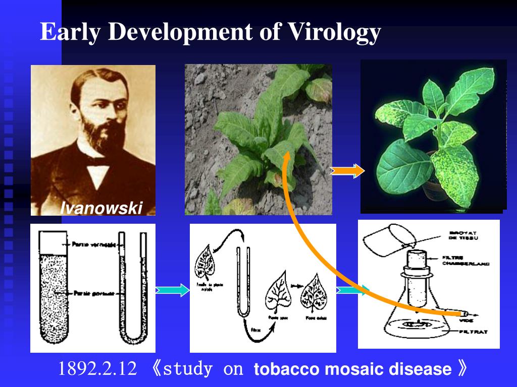 PPT - 第二篇 医学病毒学 medical virology PowerPoint Presentation - ID:3880028