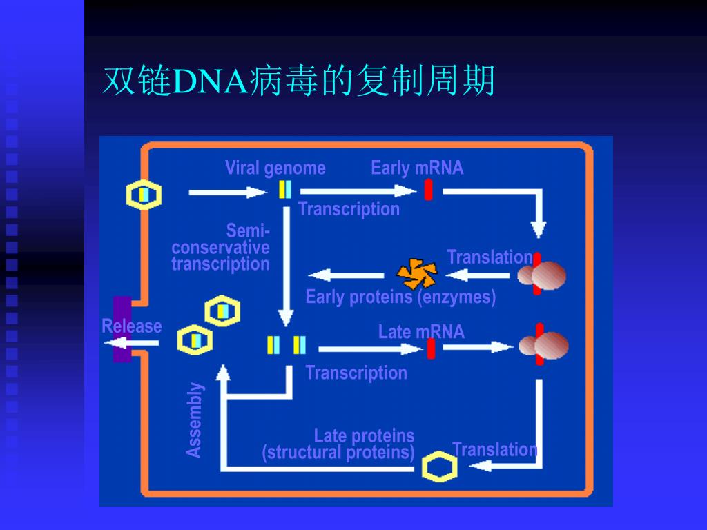 PPT - 第二篇 医学病毒学 medical virology PowerPoint Presentation - ID:3880028