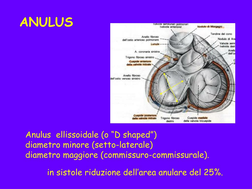 PPT - CASO CLINICO PowerPoint Presentation, free download - ID:3880361