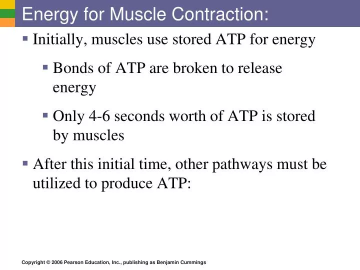 PPT - Energy for Muscle Contraction: PowerPoint Presentation, free ...