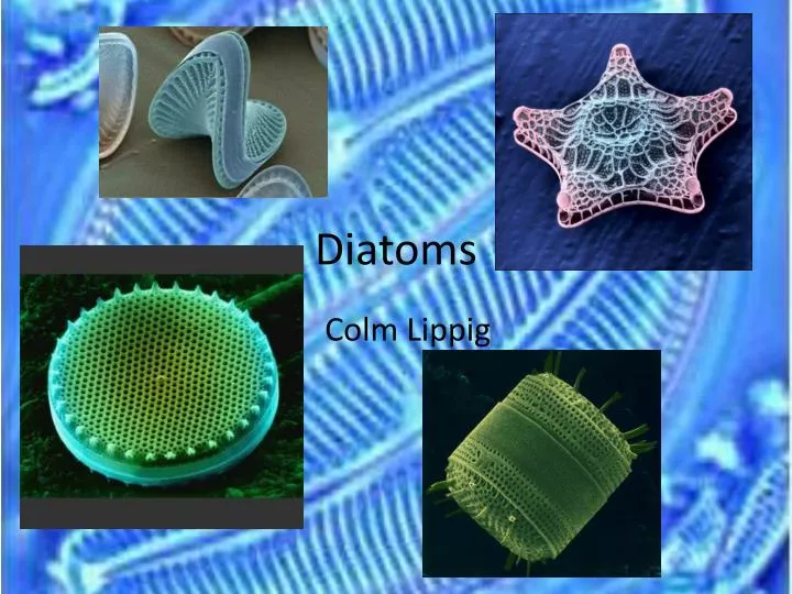 PPT - Diatoms PowerPoint Presentation, free download - ID:3881001