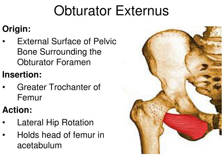 PPT - Lateral and Medial Hip Rotators PowerPoint Presentation - ID:3882193
