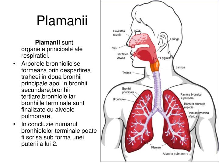 PPT - Aplicatii practice ale ridicarii la putere PowerPoint ...