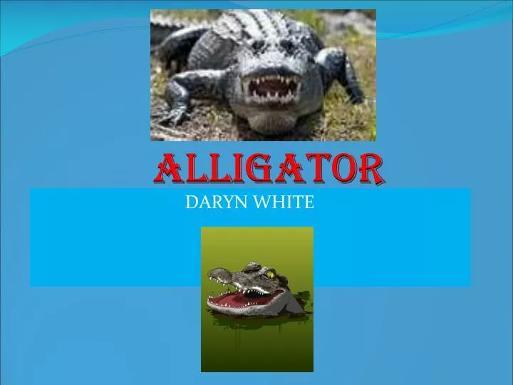 PPT - Alligator PowerPoint Presentation, free download - ID:3883677