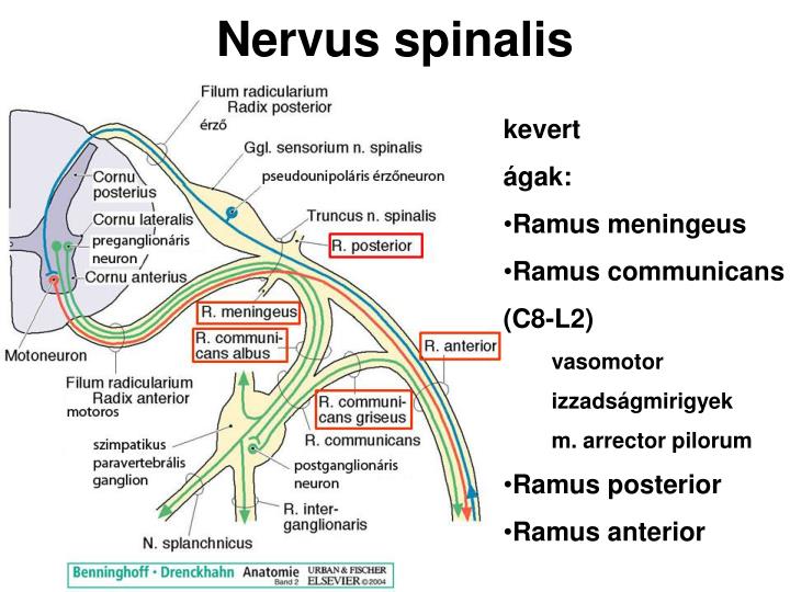 PPT - Gerincvelő makroszkópiája, gerincvelői szegmentumok, dermatómák ...