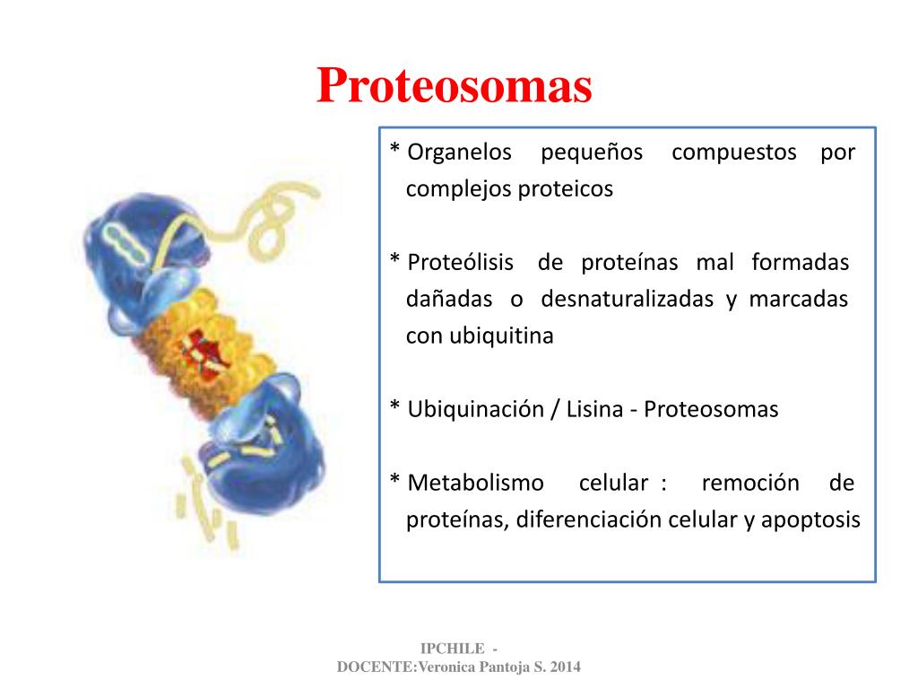 PPT - Célula EUCARIOTICA Professor: Verónica Pantoja . Lic. MSP ...