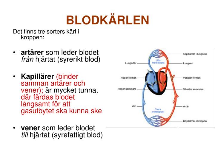 PPT - Blodet och kroppens transportsystem PowerPoint Presentation - ID ...