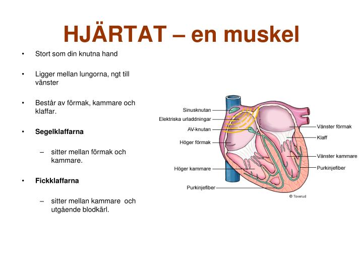 PPT - Blodet och kroppens transportsystem PowerPoint Presentation - ID ...