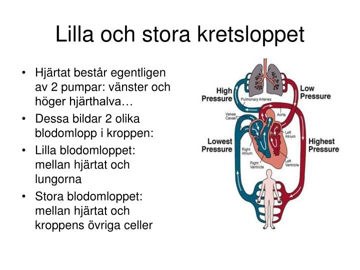 PPT - Blodet och kroppens transportsystem PowerPoint Presentation - ID ...