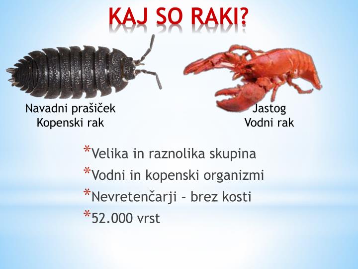 PPT - RAKI PowerPoint Presentation - ID:3888013