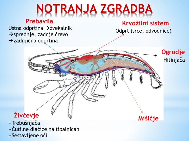 PPT - RAKI PowerPoint Presentation - ID:3888013
