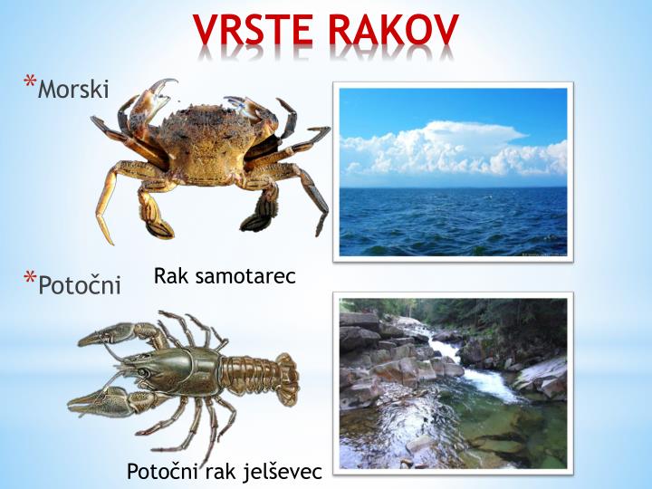PPT - RAKI PowerPoint Presentation - ID:3888013