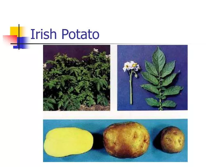 PPT - Irish Potato PowerPoint Presentation, free download - ID:3889145