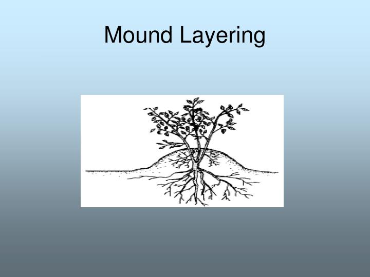 PPT - Plant Propagation PowerPoint Presentation - ID:3889301