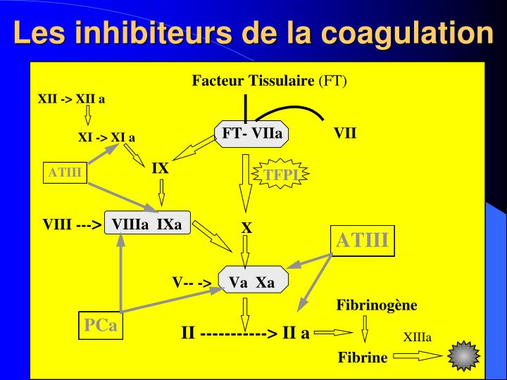 PPT - Physiologie de l’hémostase PowerPoint Presentation - ID:3889896