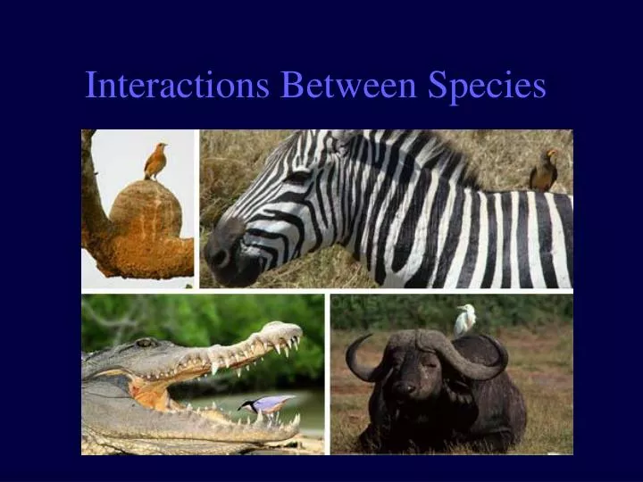 PPT - Interactions Between Species PowerPoint Presentation, free ...