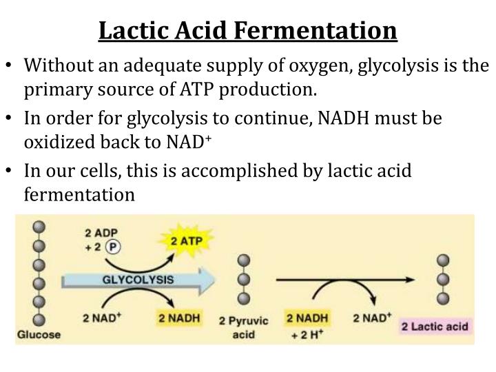 PPT - Providing Energy for Contraction PowerPoint Presentation - ID:3890599