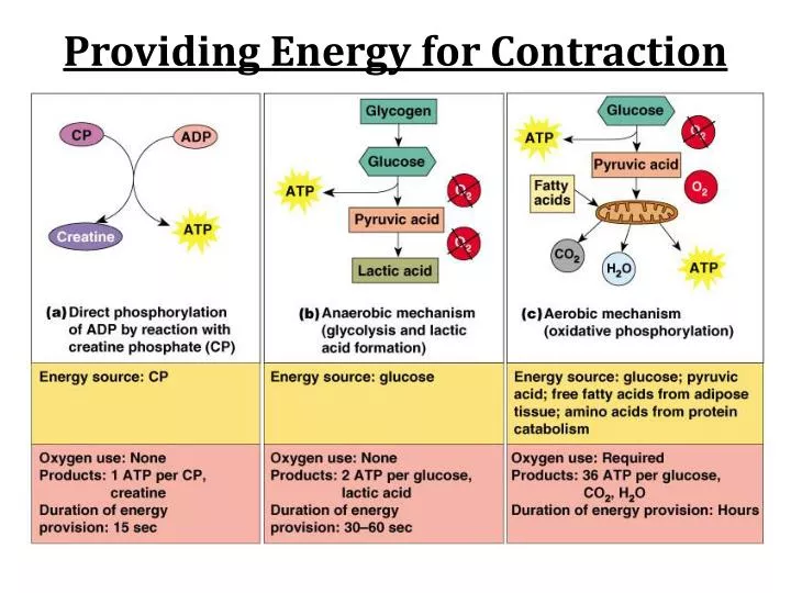 PPT - Providing Energy for Contraction PowerPoint Presentation, free ...