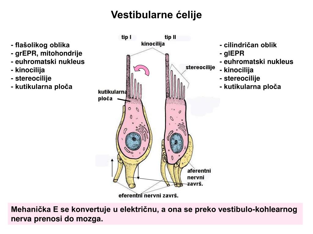 PPT - HISTOLOŠKA ORGANIZACIJA ČULA ZA RAVNOTEŽU I ČULA SLUHA PowerPoint ...