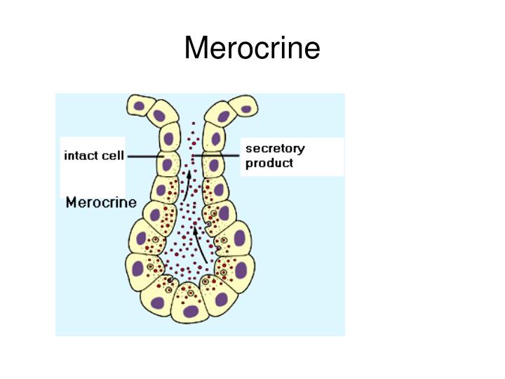 PPT - Simple Squamous Epithelium PowerPoint Presentation - ID:3893175