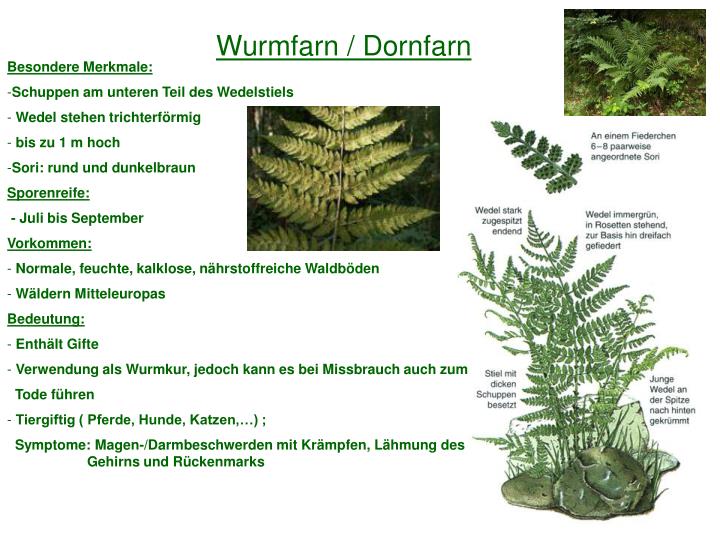PPT - Die Farne des Waldes PowerPoint Presentation - ID:3895284