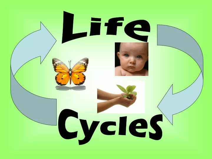 PPT - Cycles PowerPoint Presentation, free download - ID:3895647