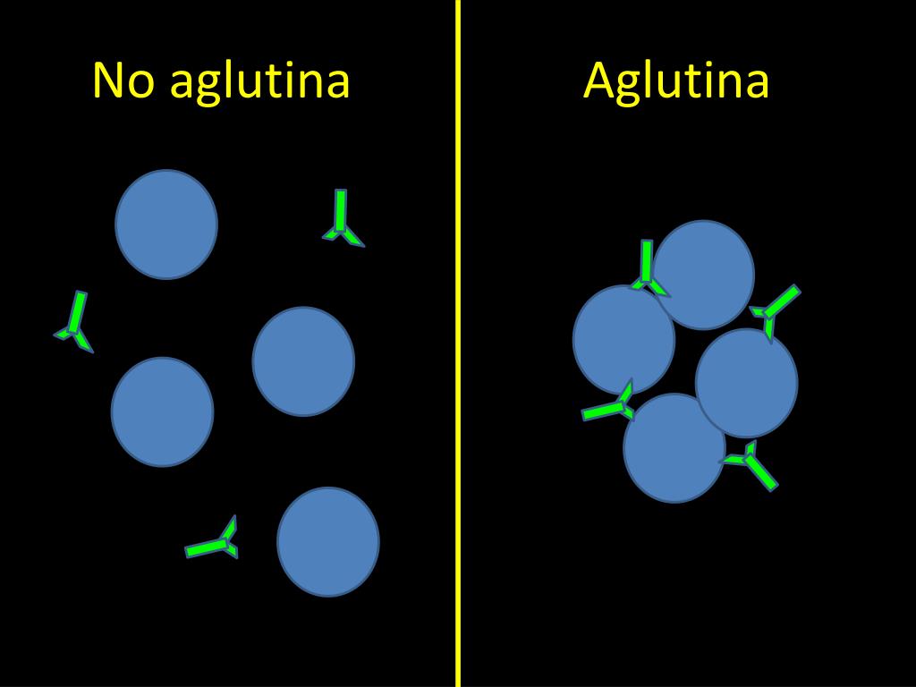 PPT - REACCIONES DE AGLUTINACIÓN PowerPoint Presentation, free download ...