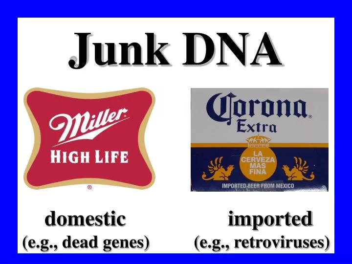 PPT - Junk DNA domestic imported (e.g., dead genes) (e.g., retroviruses ...