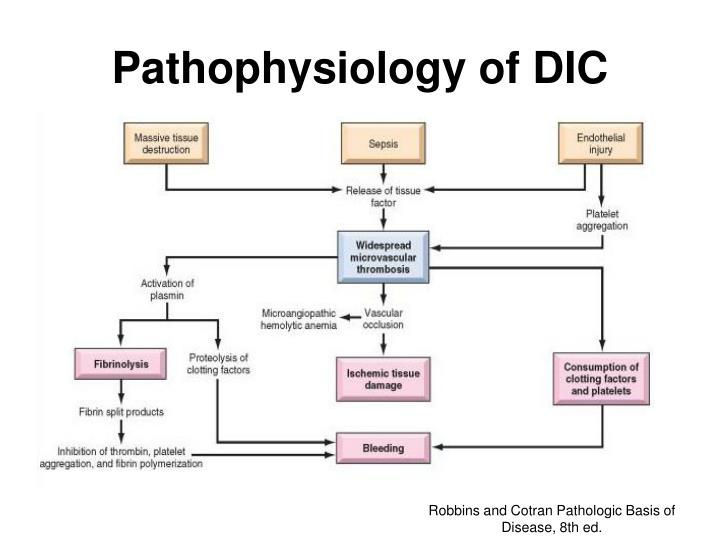 PPT - CCC SIRS, ARDS and DIC following ischemic stroke in a patient ...