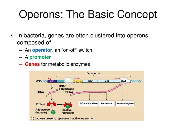 PPT - Regulation of Prokaryotic and Eukaryotic Gene Expression ...